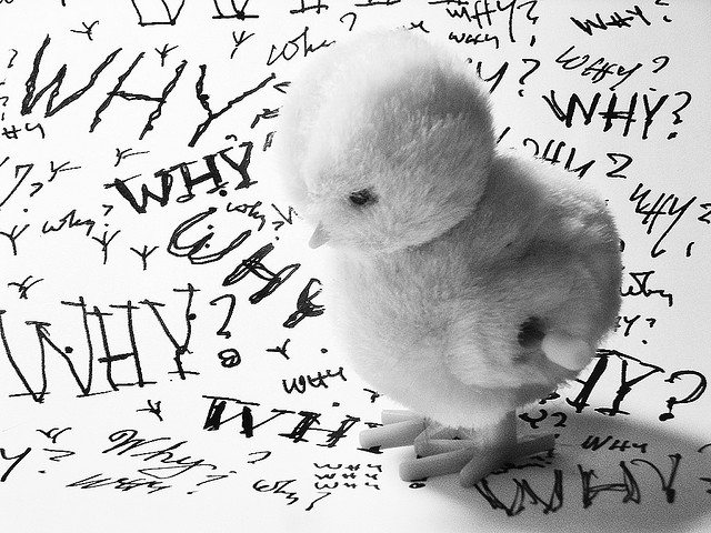 Why I Hate Why: Part Deux – GeekDad