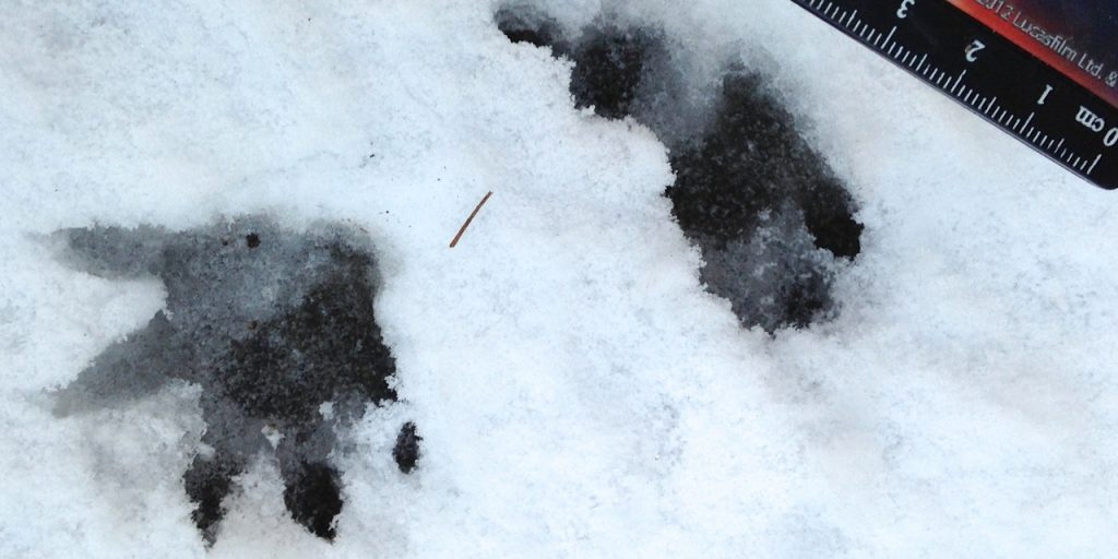 Teaching Your Kids How to Track Animals at Home – GeekDad