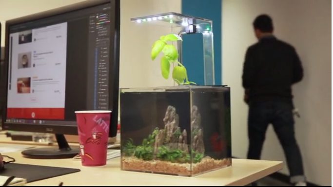 Kickstarter Alert: EcoCube C Puts a Self-Sustaining Ecosphere on Your ...