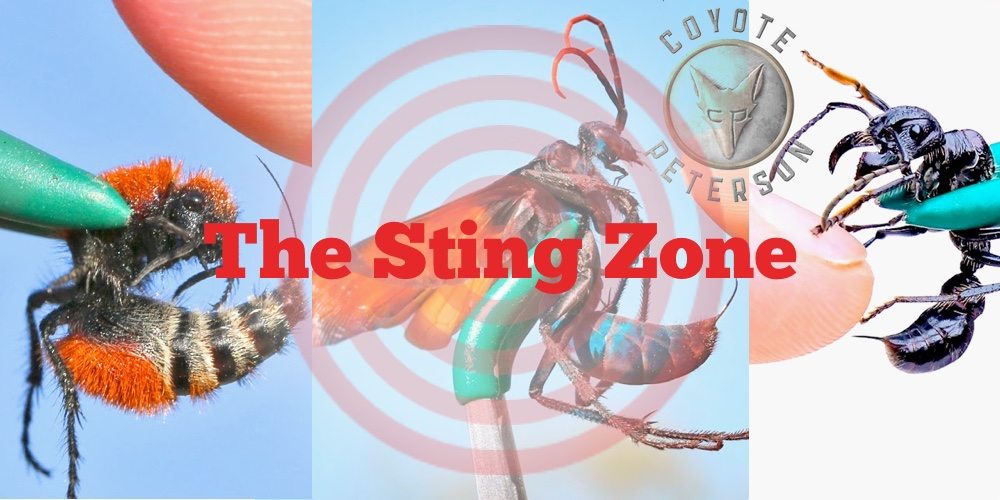 Enter the Sting Zone With Coyote Peterson – GeekDad