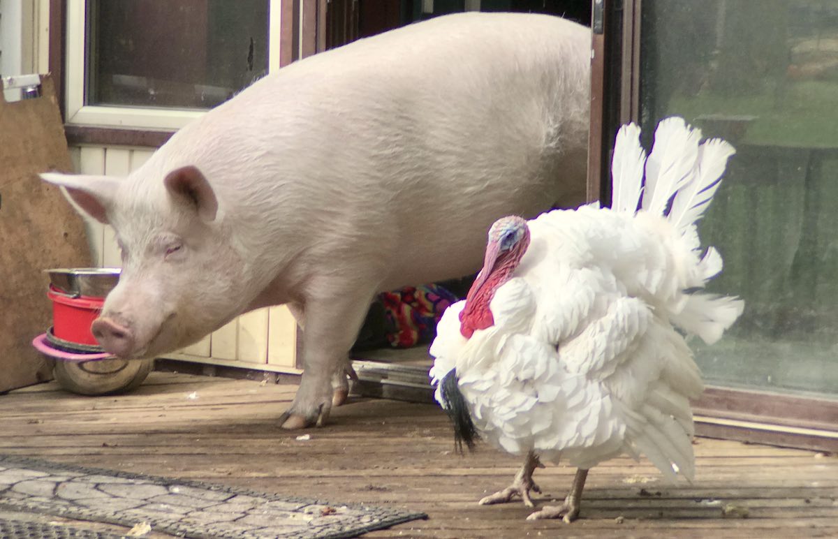 GeekDad Visits Happily Ever Esther Farm Sanctuary and Esther the Wonder ...