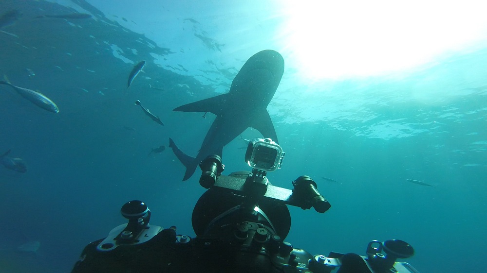 Sharkfest Continues on National Geographic and Disney+ – GeekDad