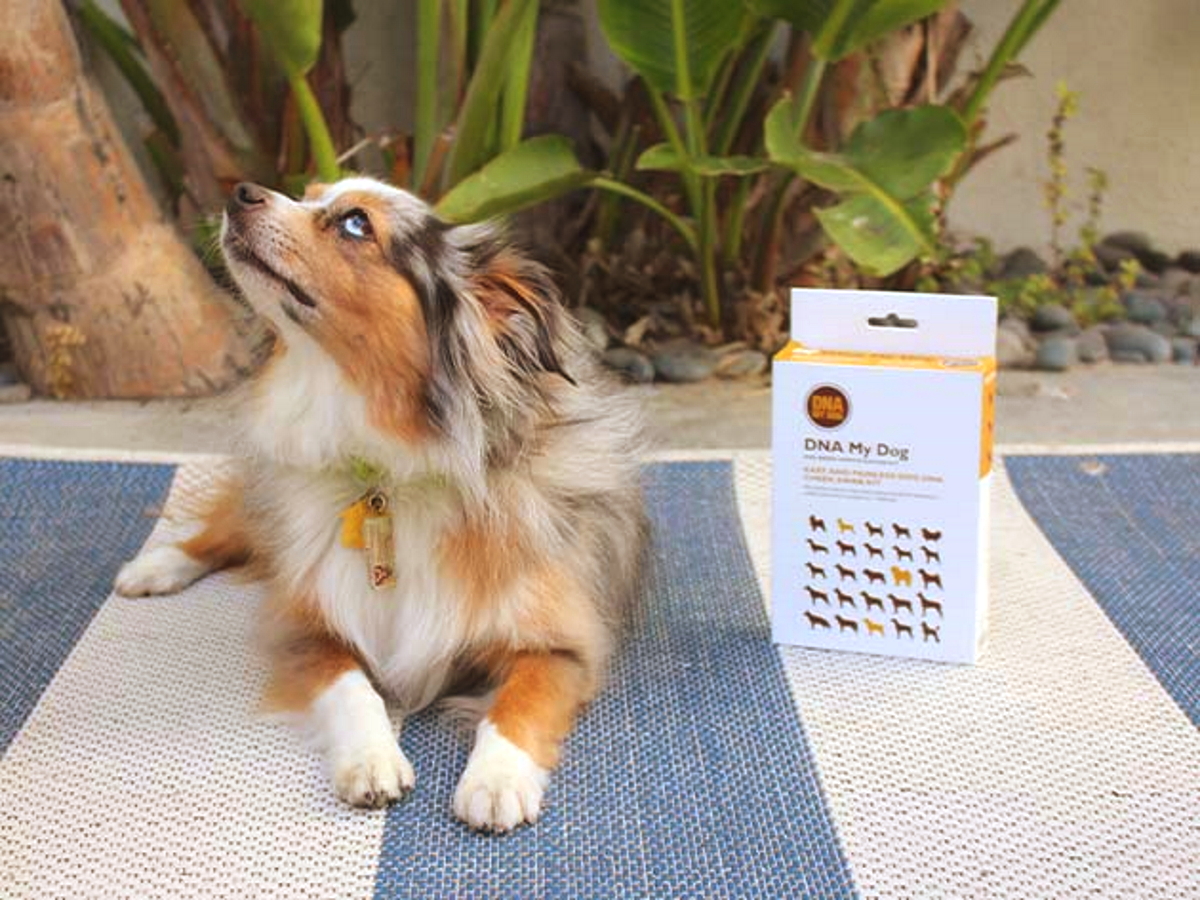 GeekDad Daily Deal: DNA My Dog Breed Identification Test – GeekDad
