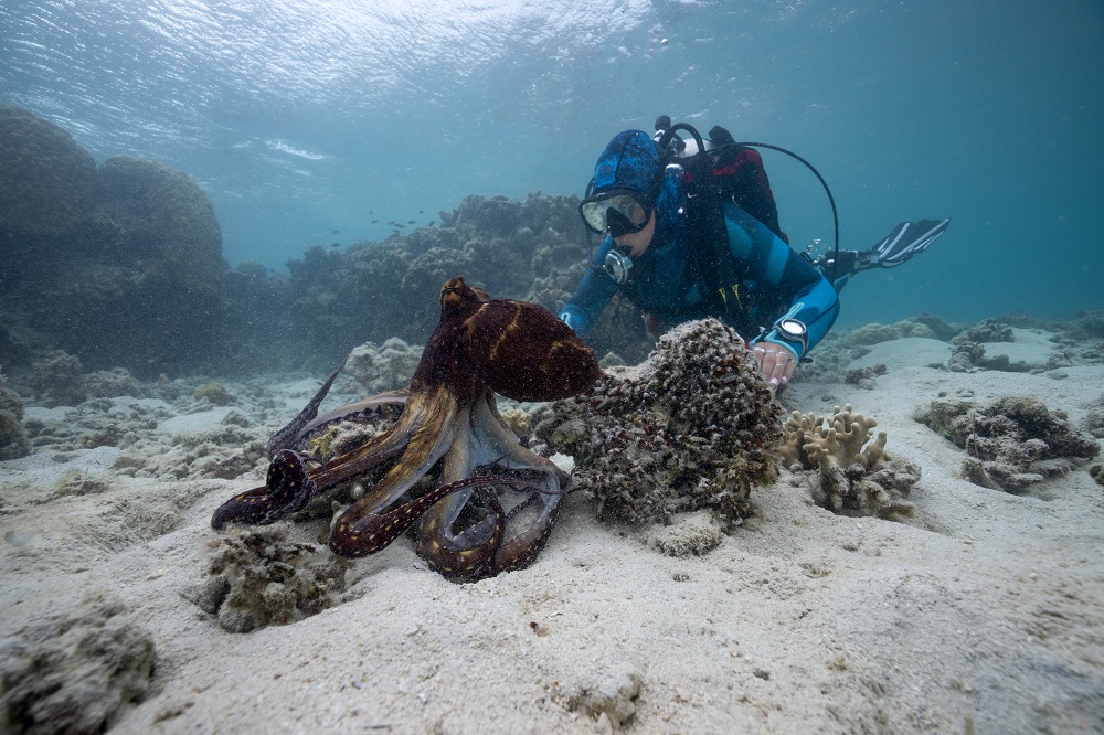 Learn the ‘Secrets of the Octopus’ When It Premieres on Nat Geo TV and ...
